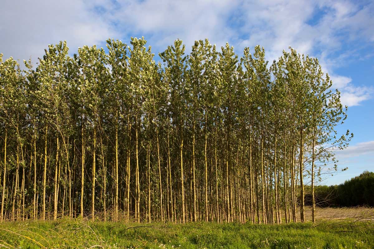 Best Trees For Wisconsin