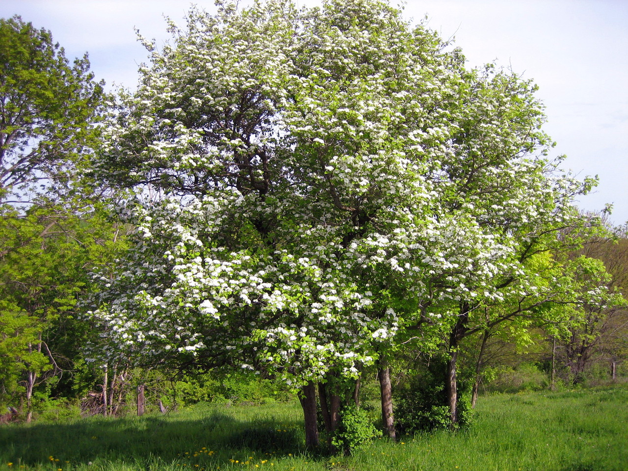 Best Evergreen Trees to Grow for Privacy in Wisconsin - Evergreen Tree Farm